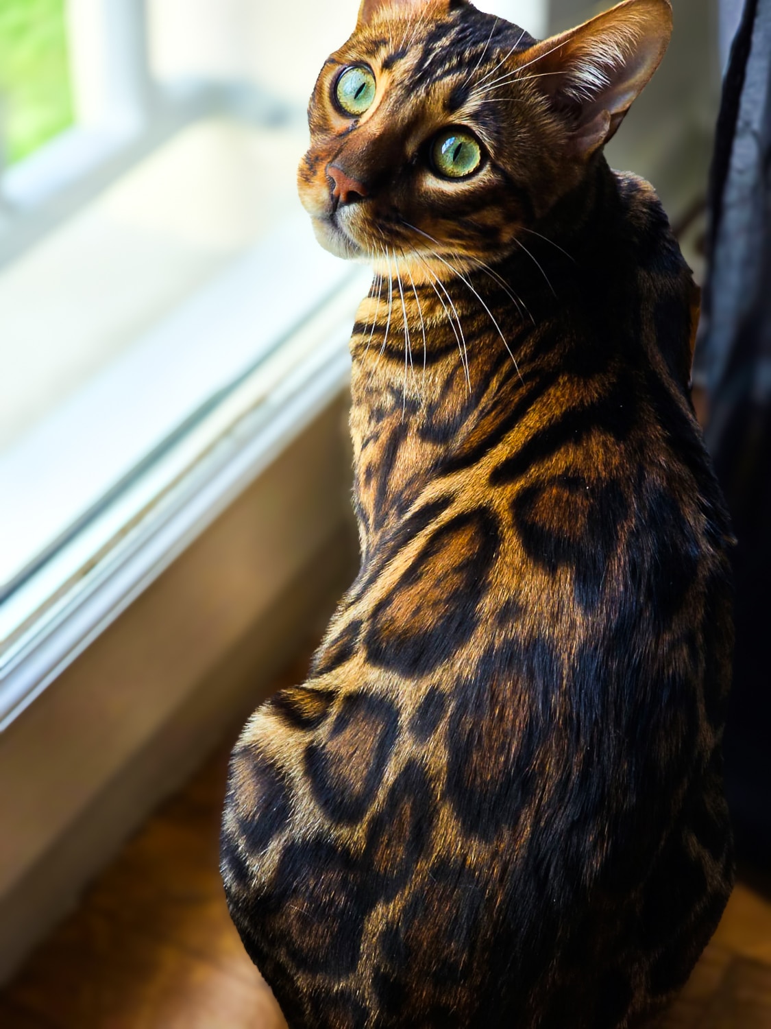 Chatterie Inès d'Orient : Élevage de chats Bengal près de Paris